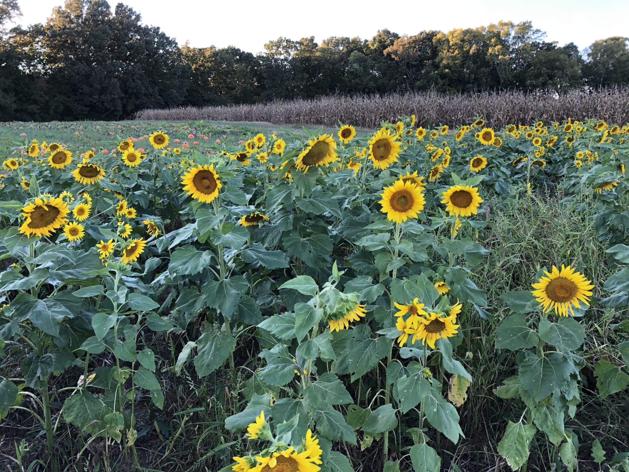 Cedar Hill Farm – An Award Winning Farm & Restaurant